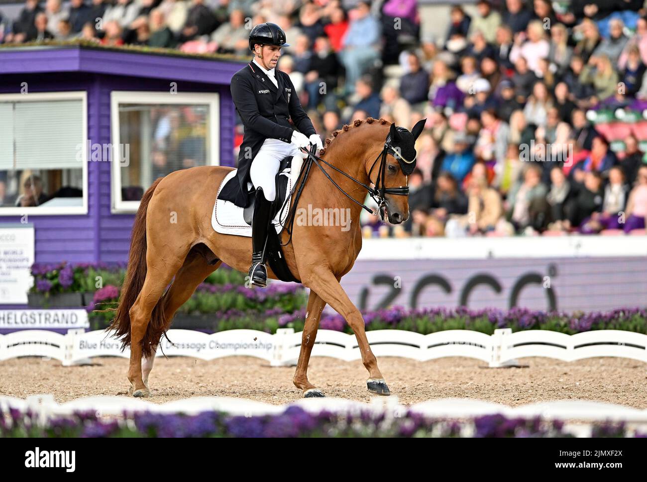 Duke of britain frh hi-res stock photography and images - Alamy