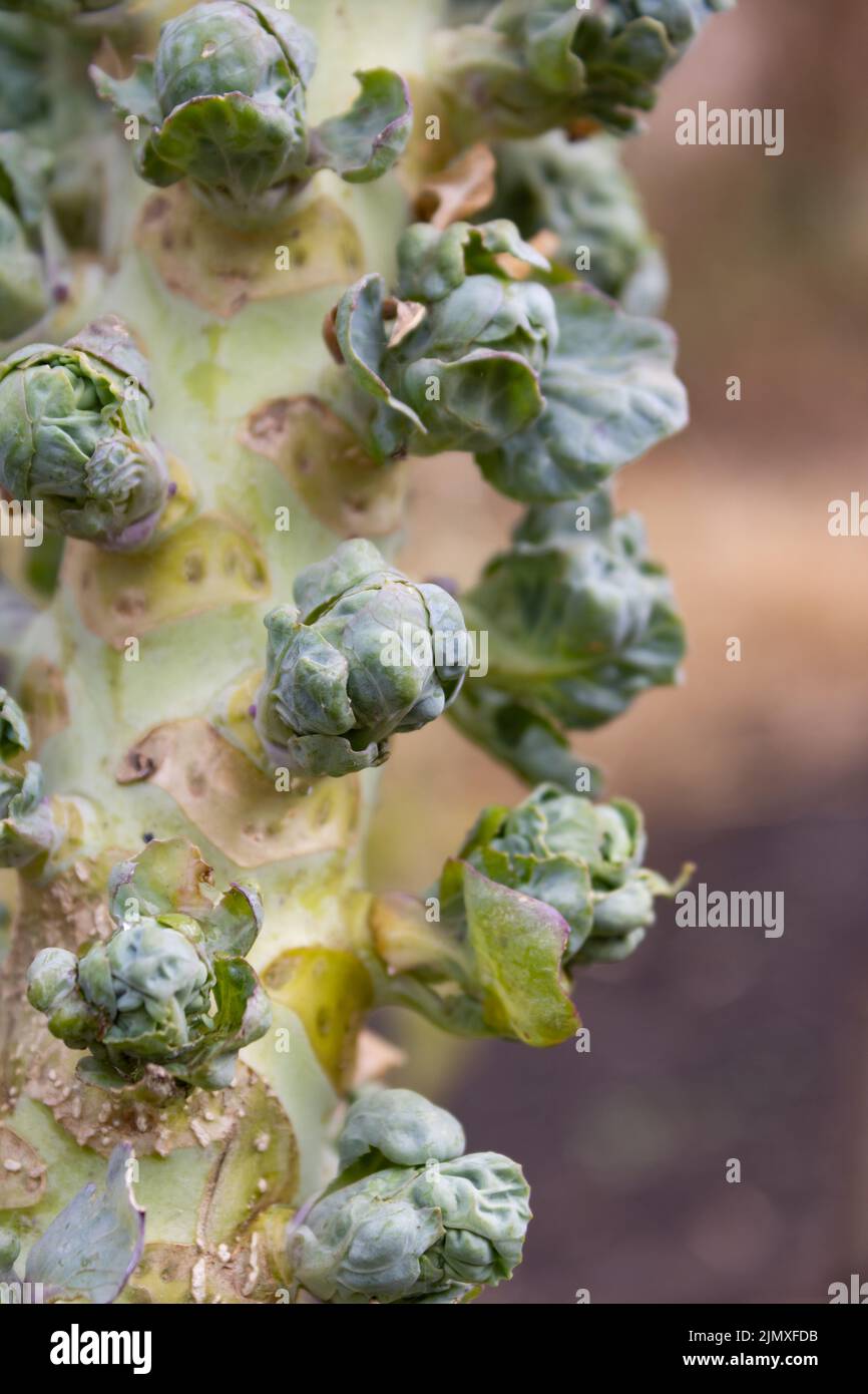 Sprout vegetable garden hi-res stock photography and images - Alamy