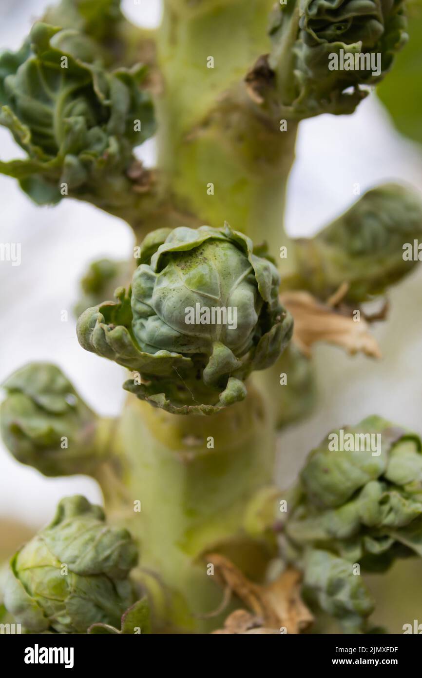 Close up brussels sprout plants in the vegetable garden Stock Photo - Alamy