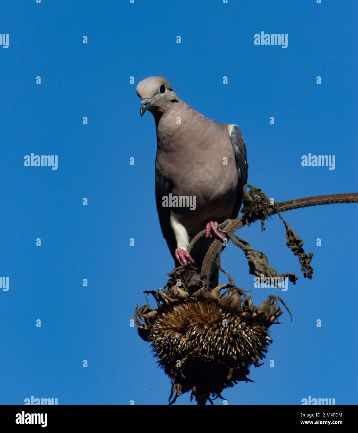 Pigeon eating sunflower seeds on dry plant Stock Photo - Alamy
