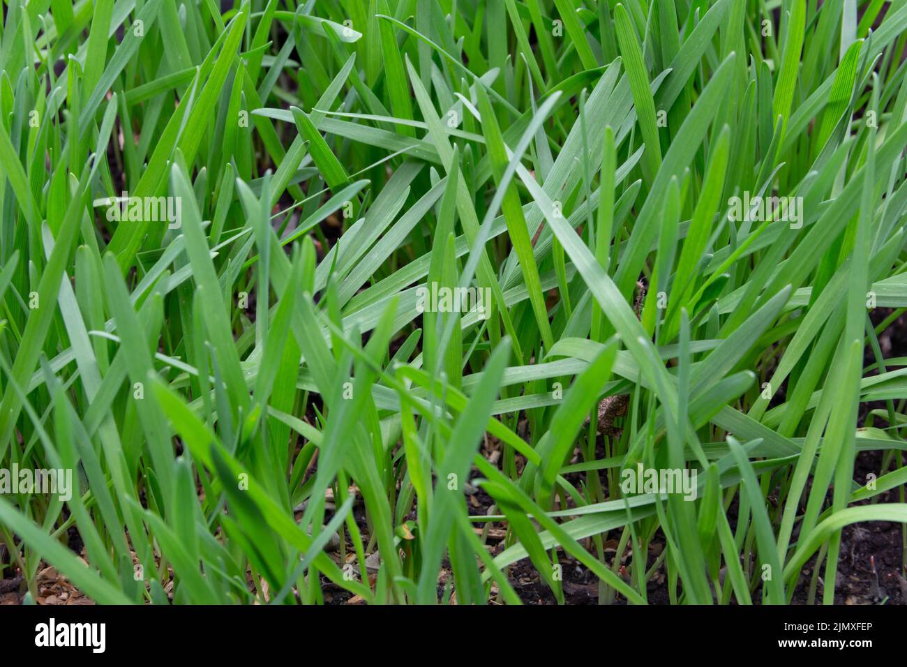 Close up view of small oat plants Stock Photo - Alamy