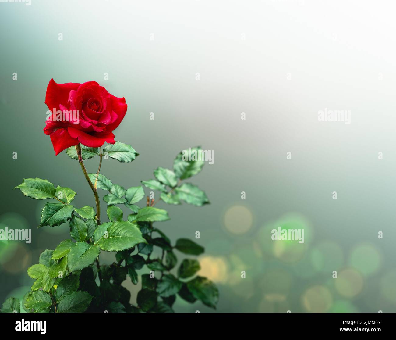 Single Red Rose Stock Photo - Alamy