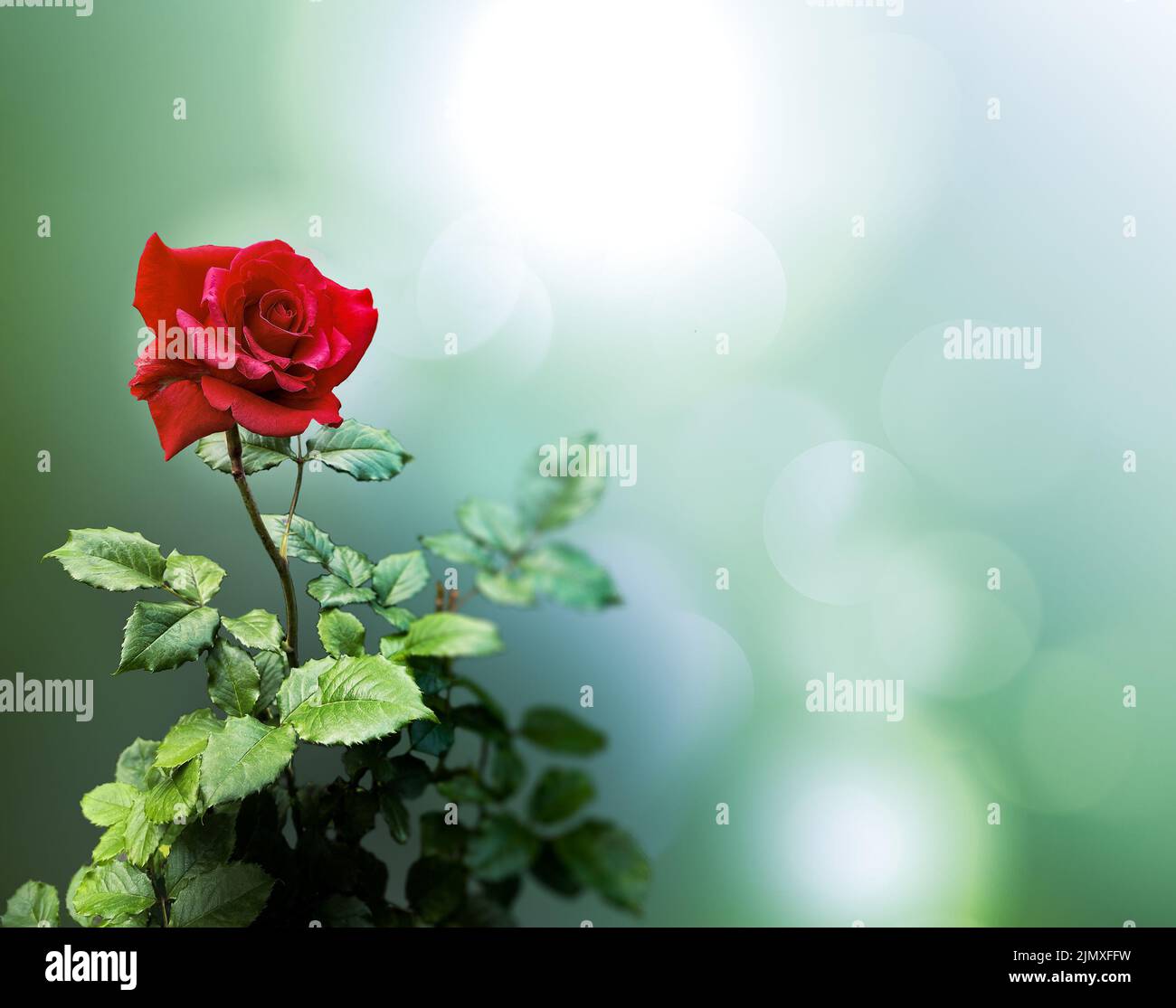 Single Red Rose Stock Photo - Alamy