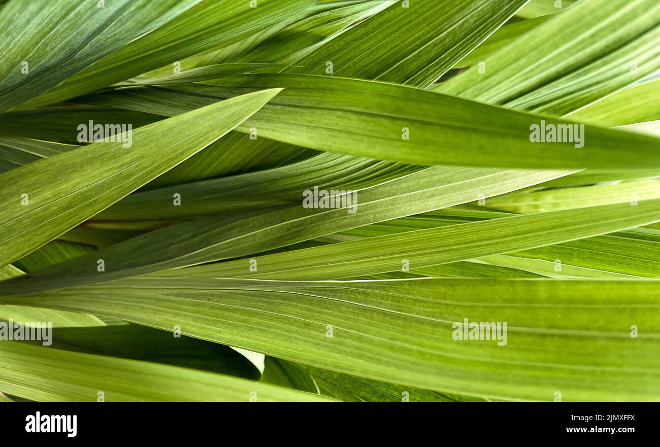 Natural purity concept hi-res stock photography and images - Alamy