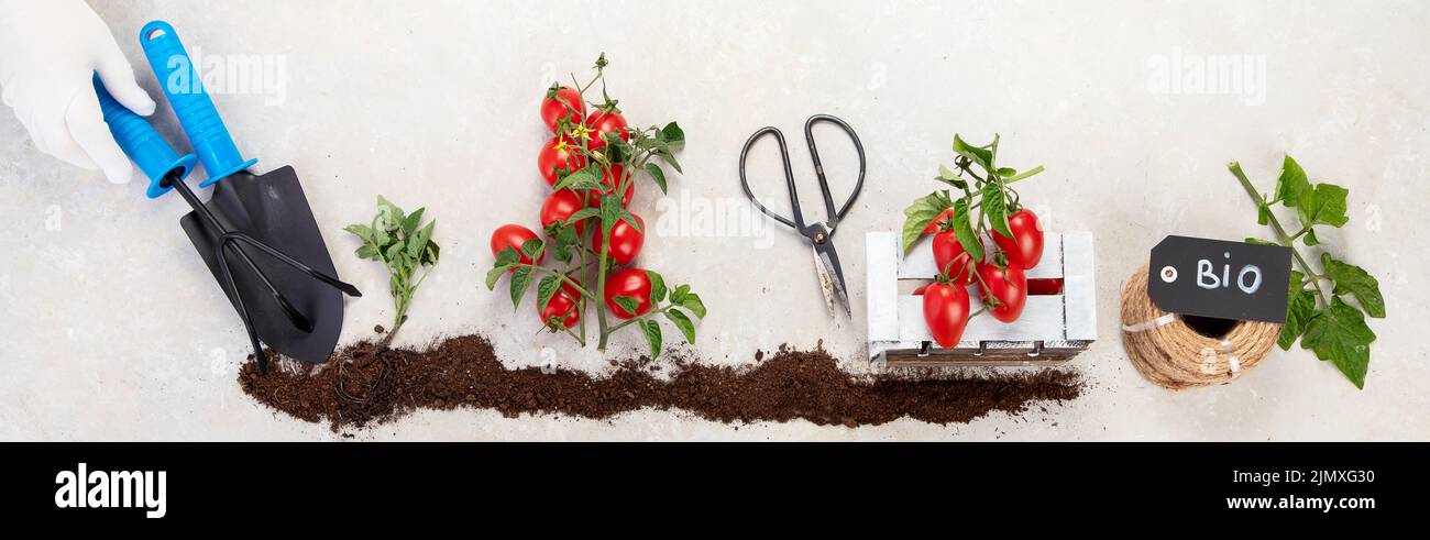 Life cycle of tomato plant. Growth stages from seed to flowering and ...