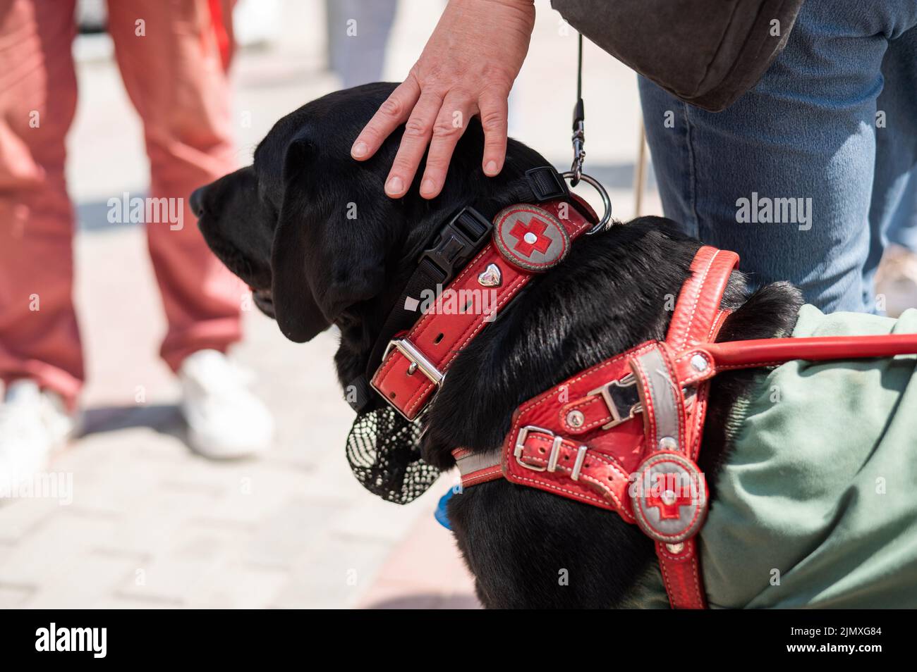 Black Labrador working as a guide dog for a blind man Stock Photo - Alamy