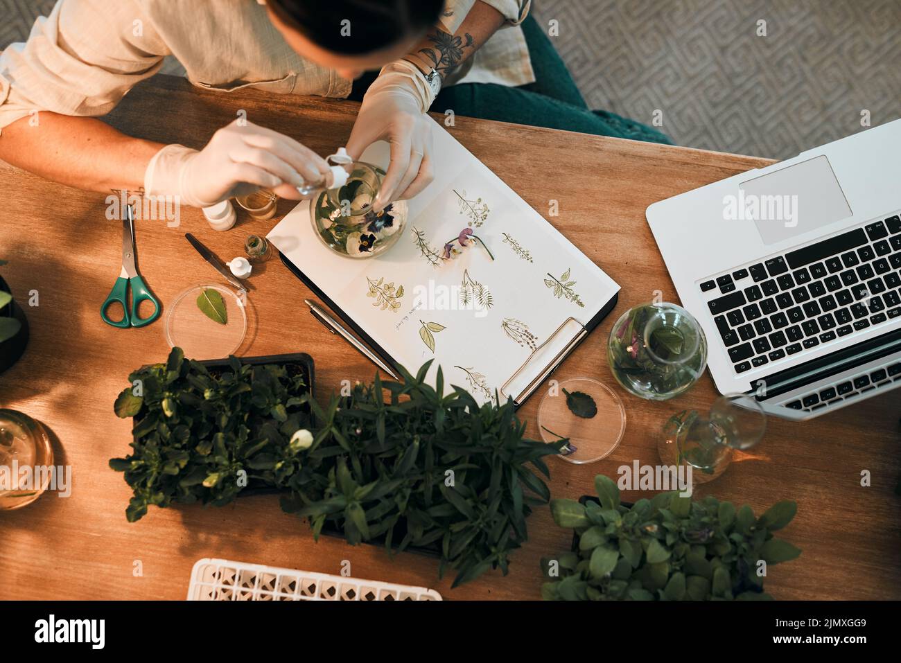 Make sure your plants get all the nutrients they need. an unrecognizable botanist adding a ...