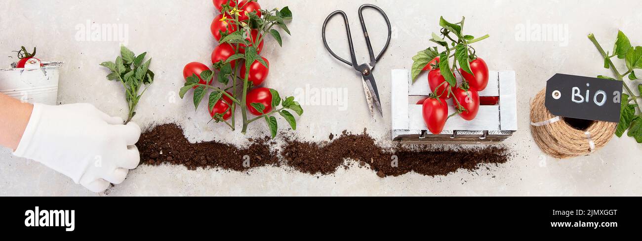 Life cycle of tomato plant. Growth stages from seed to flowering and ...