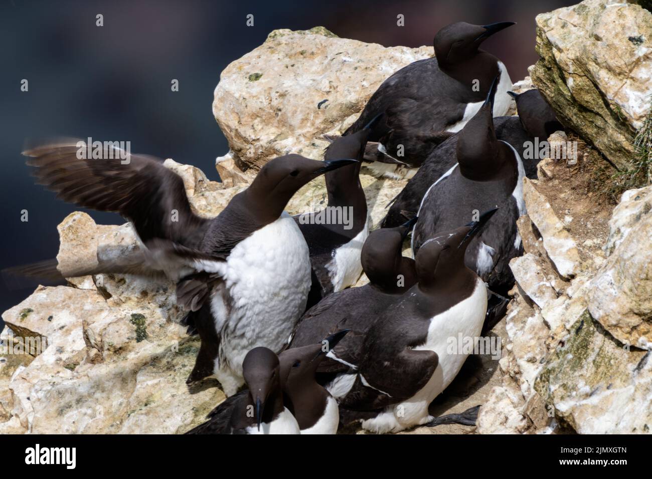 Young razorbill hi-res stock photography and images - Alamy