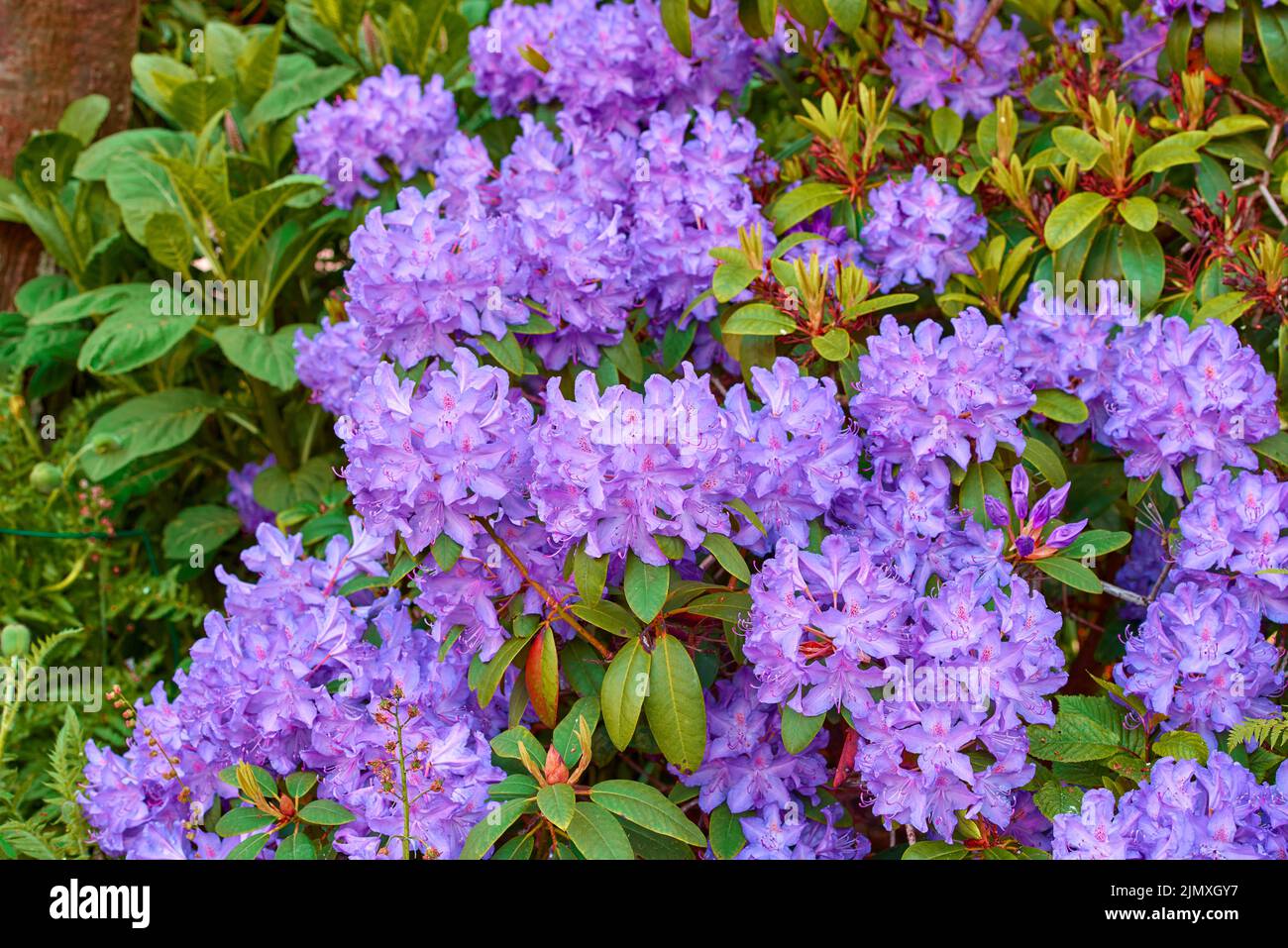 Rhododendron in wild hi-res stock photography and images - Alamy