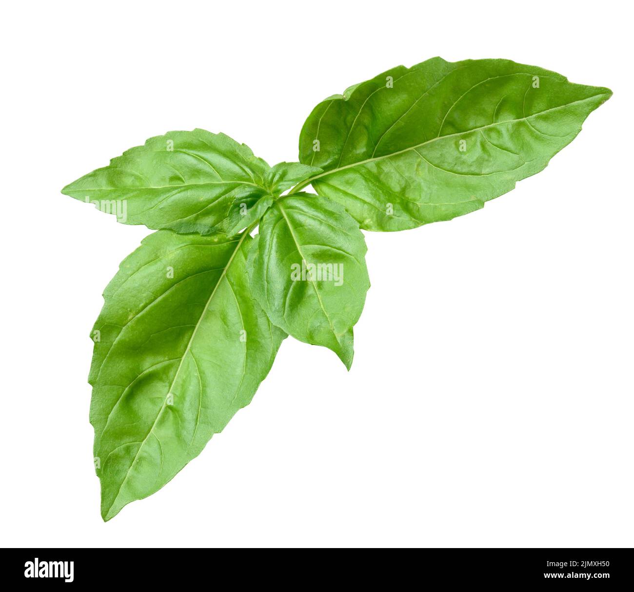 Basil sprig with green leaves on a white isolated background, top view ...