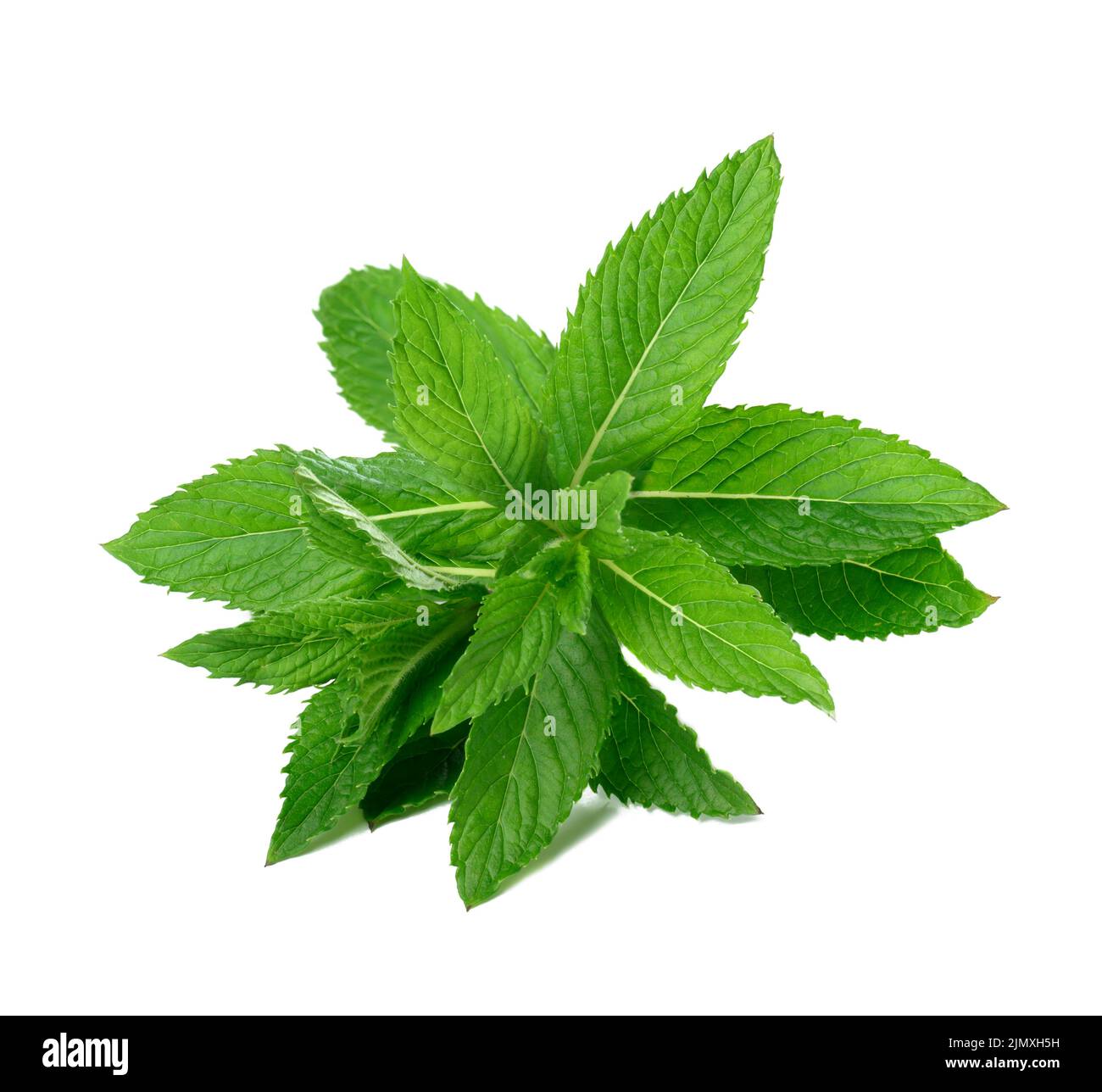 Sprig of peppermint with green leaves on a white isolated background ...