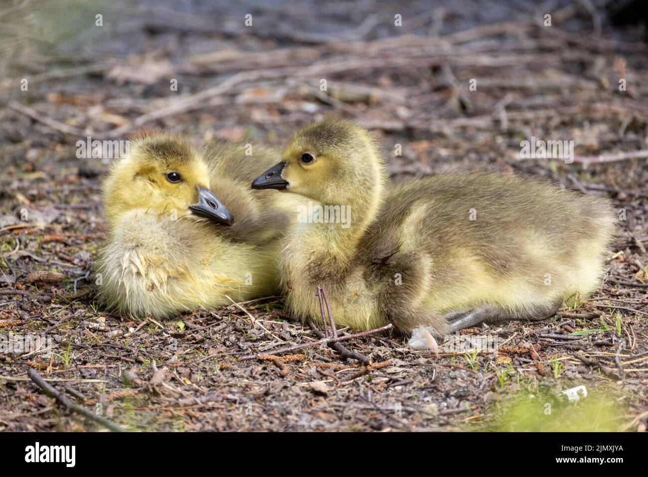 Two Baby Canada Geese, Branta canadensis, or goslings Resting on the ...