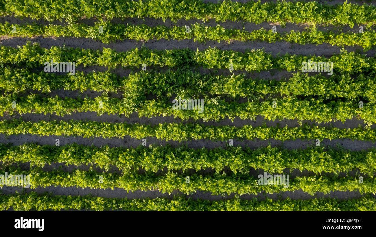 Aerial drone view to beds of green ripening potatoes bushes. Country ...