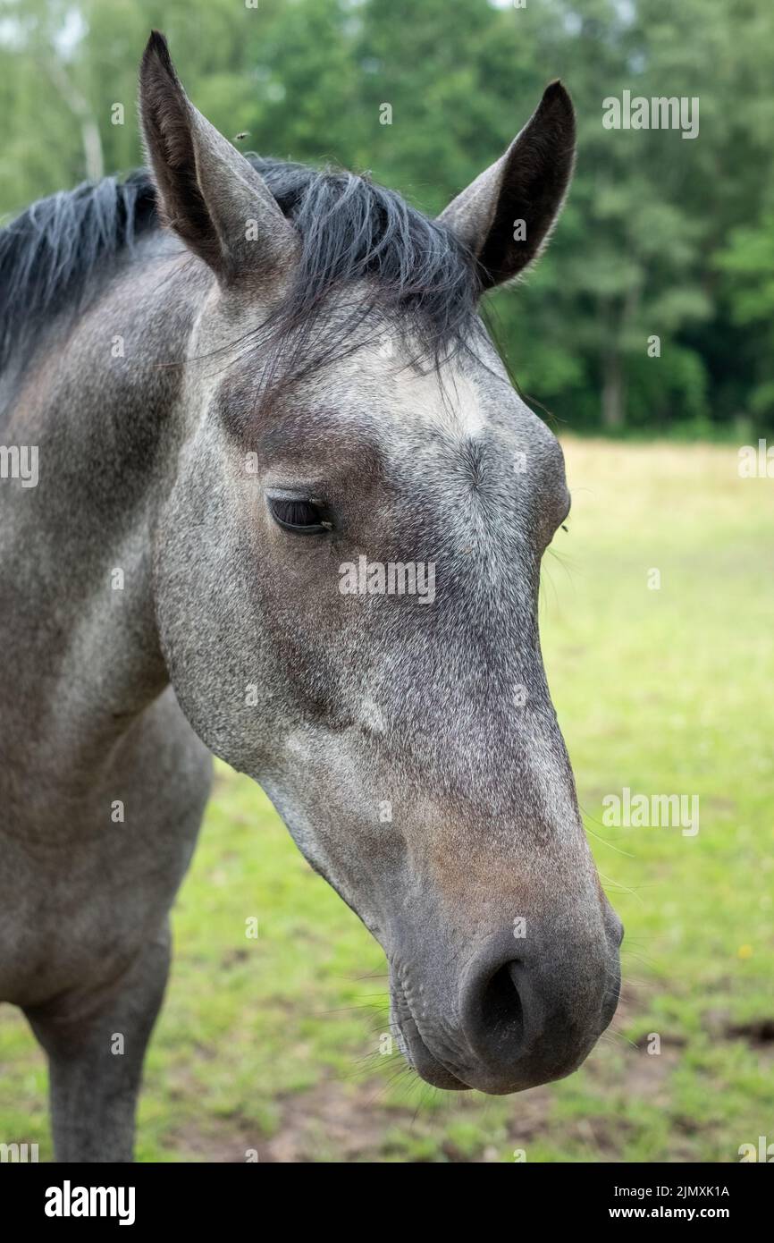 A headshot of a grey horse against a natural green background Stock ...