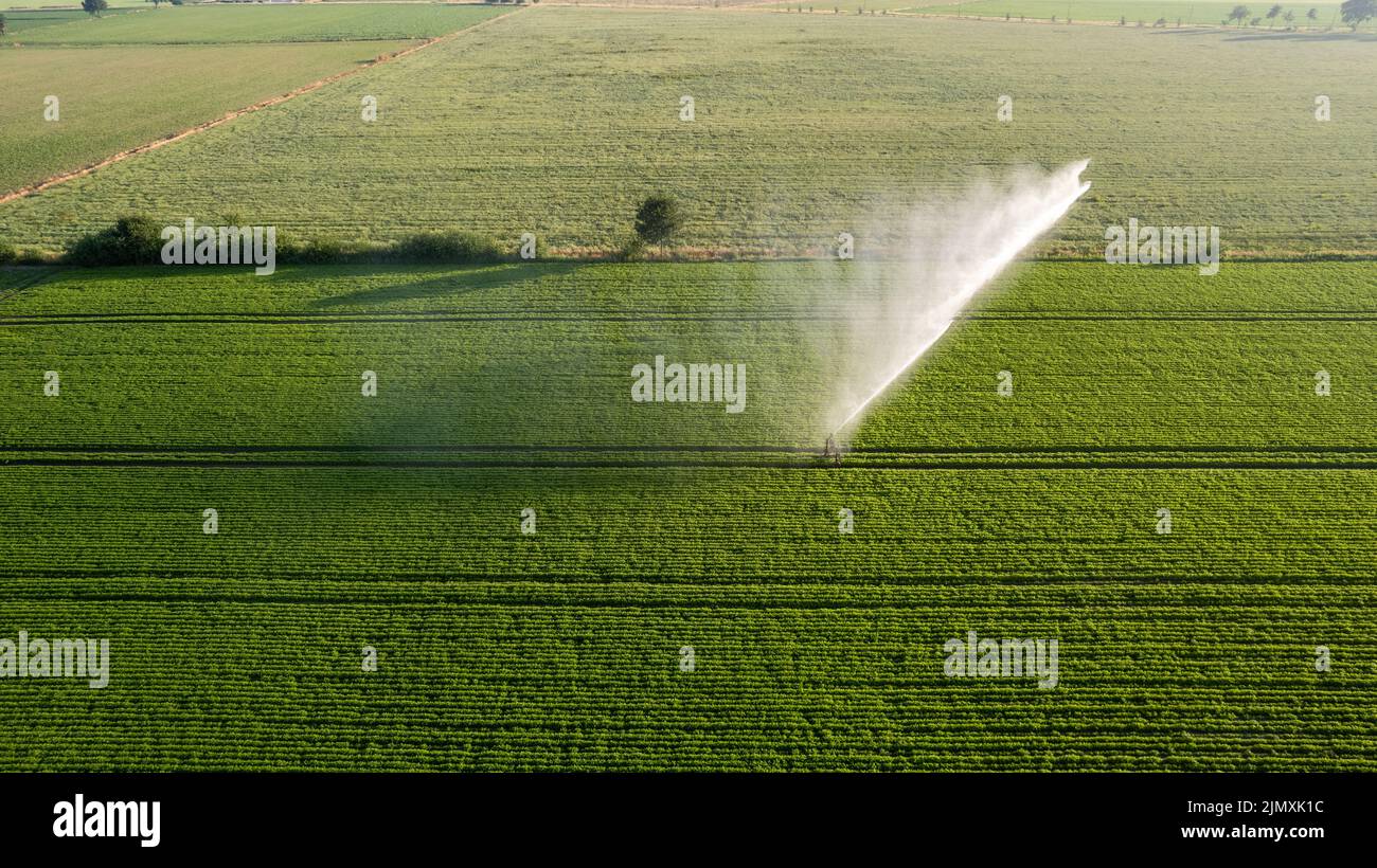 Drip irrigation potato hi-res stock photography and images - Alamy