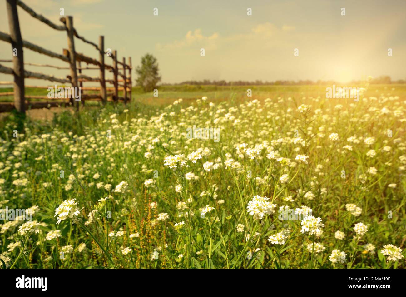 Pasture flower hi-res stock photography and images - Alamy