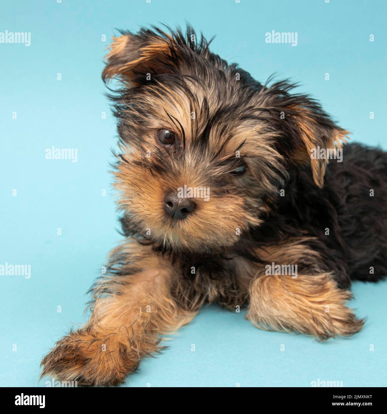Yorkshire terrier lap dog hi-res stock photography and images - Alamy