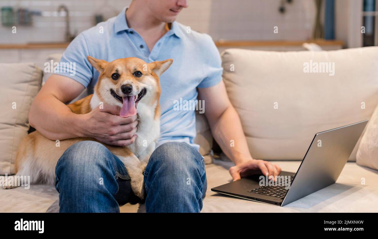 Dog front view picture hi-res stock photography and images - Alamy