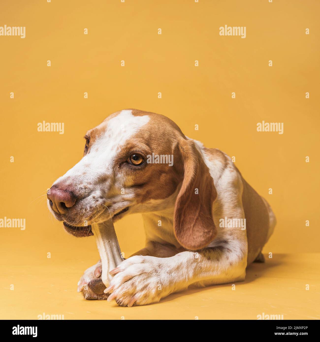 Dog eating toy bone hi-res stock photography and images - Alamy