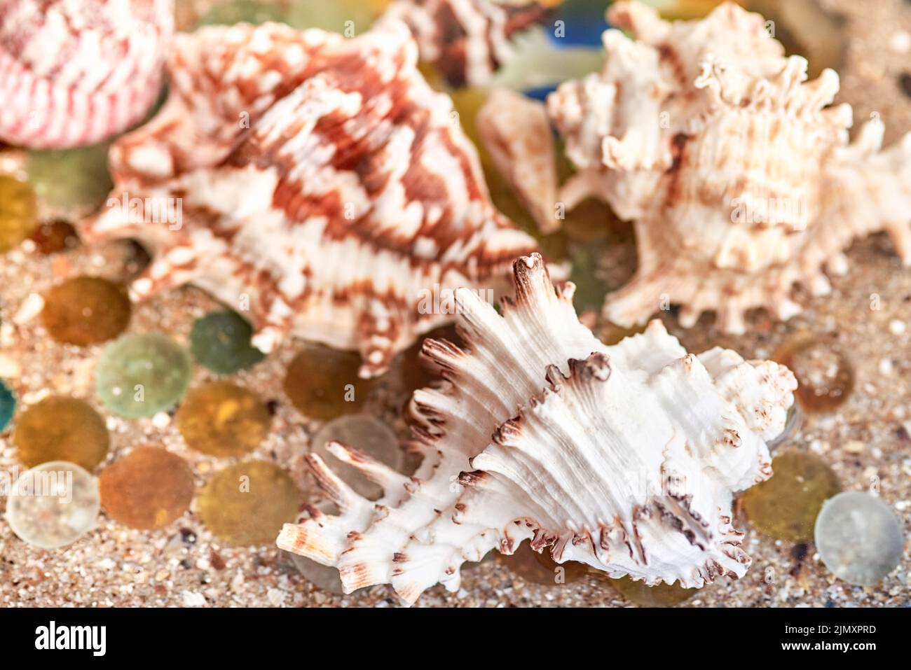 Seashells and polished glass in sea sand, summer background Stock Photo ...