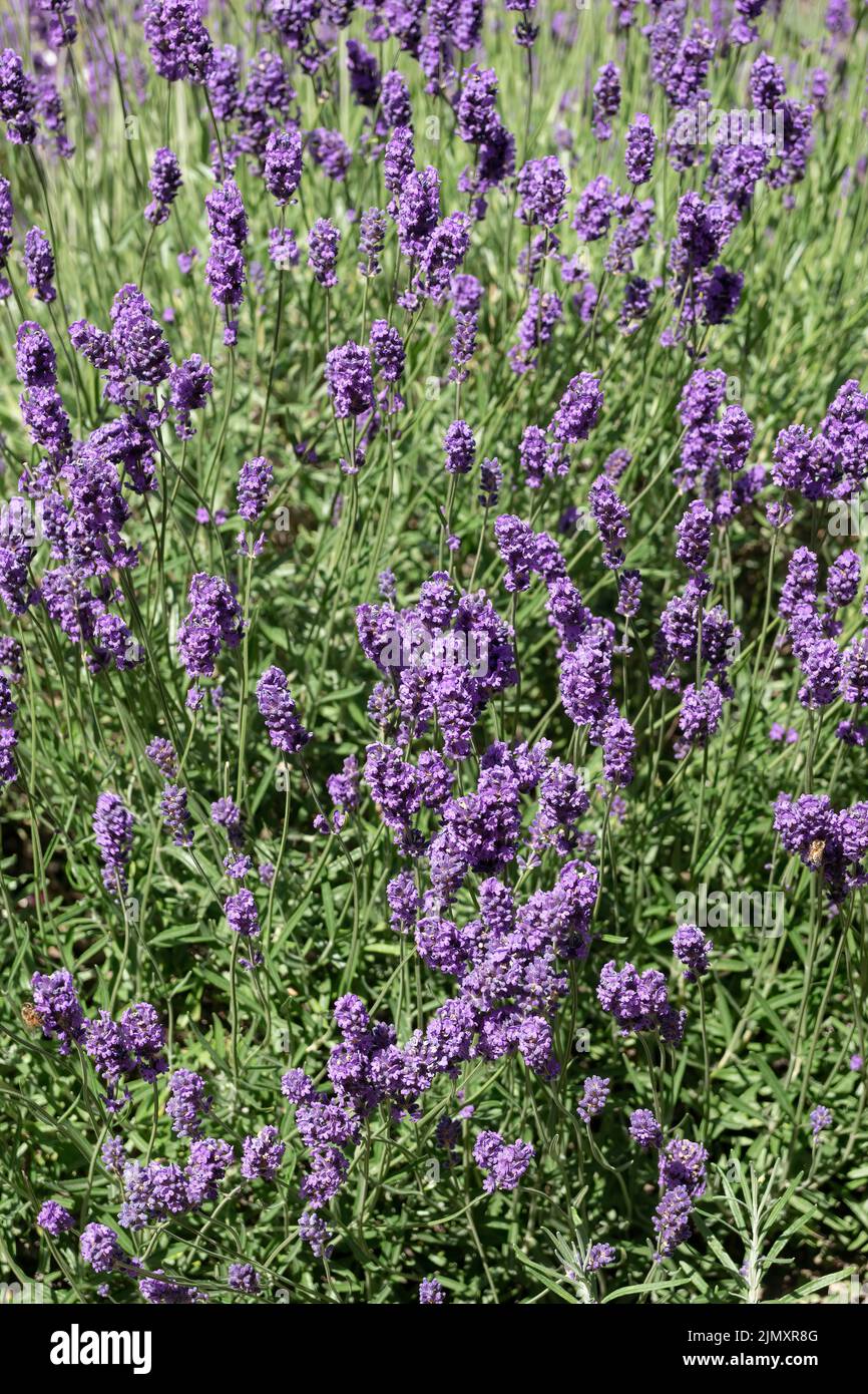 Lavender flowering in an English garden in summertime Stock Photo - Alamy