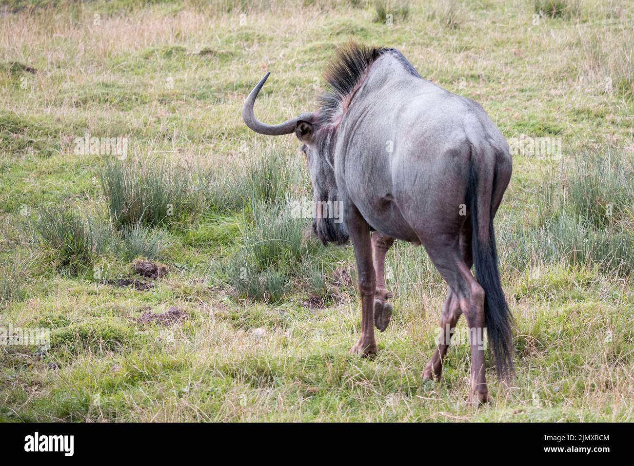 Blue wildebeest eating grass hi-res stock photography and images - Alamy