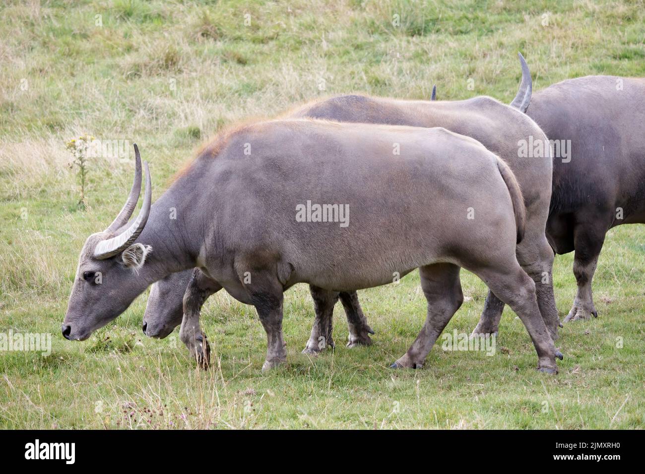 Domestic asian water buffalo hi-res stock photography and images - Alamy