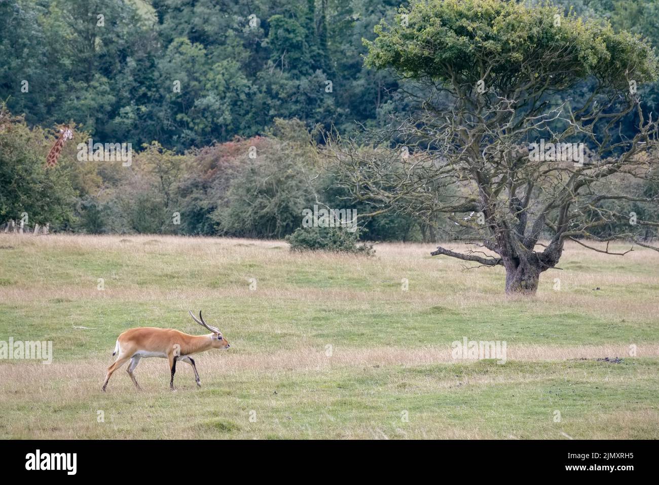 Red lechwe antelope hi-res stock photography and images - Alamy
