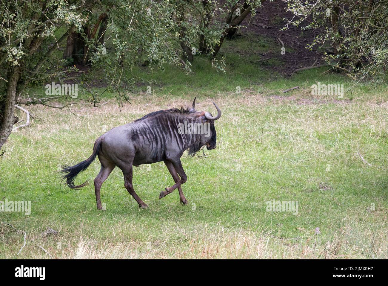 Blue wildebeest eating grass hi-res stock photography and images - Alamy