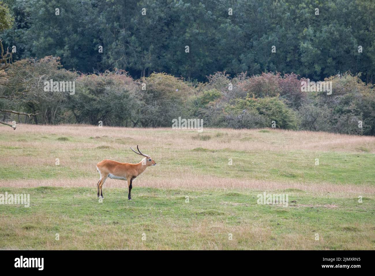 Lechwe antelope hi-res stock photography and images - Alamy