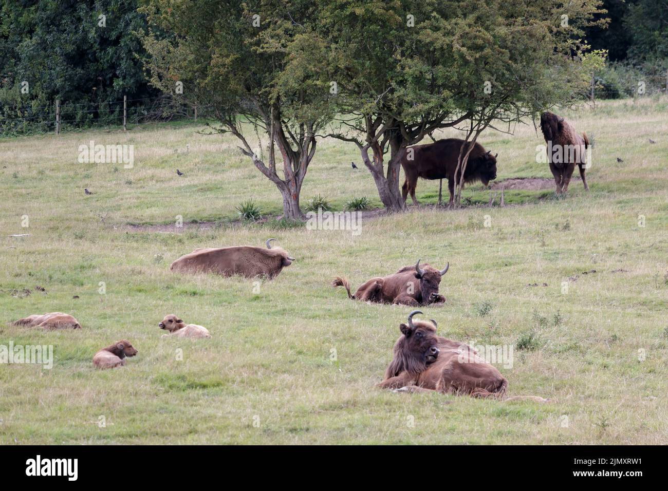 European wild water buffalo hi-res stock photography and images - Alamy