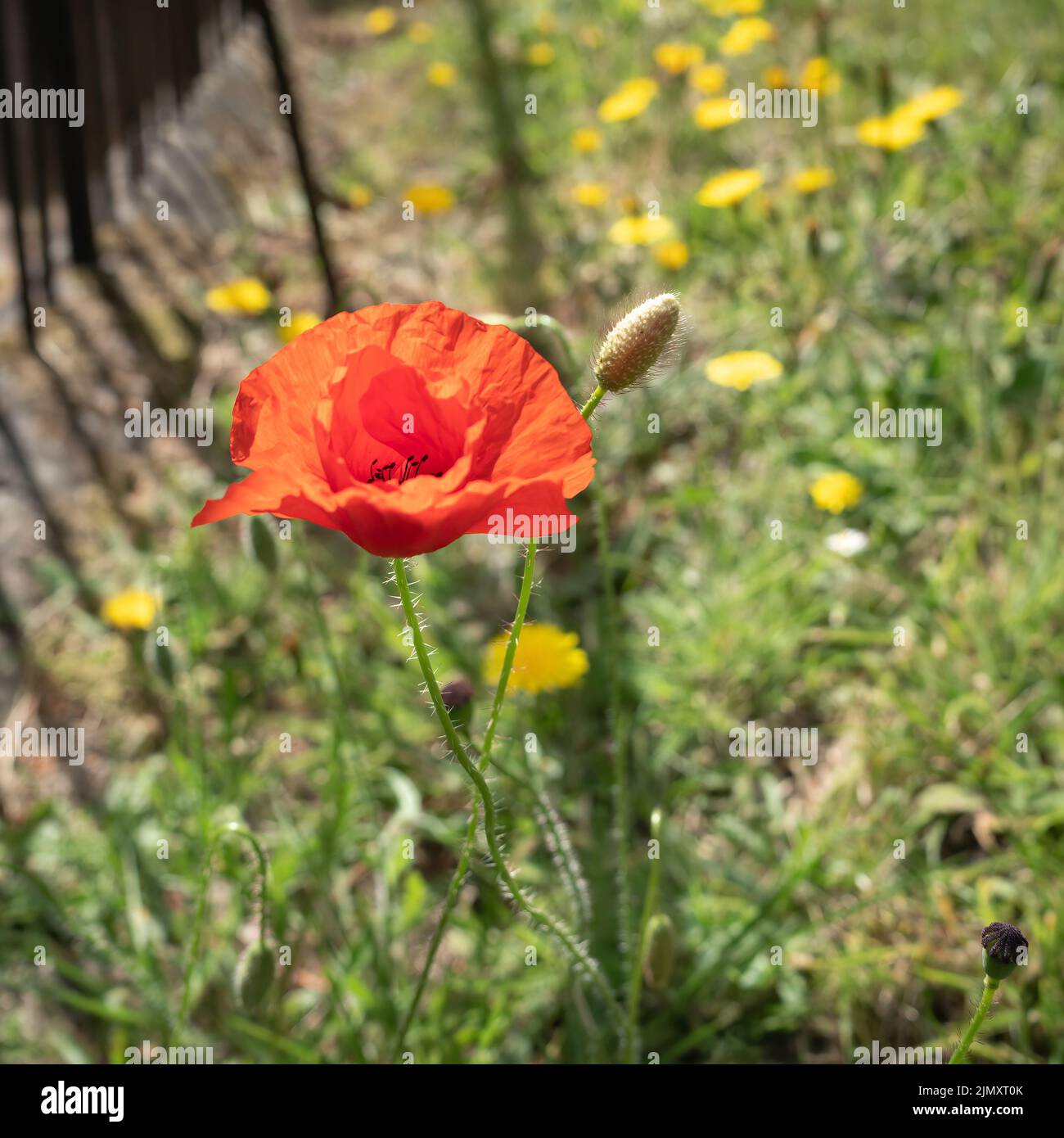 Flowering single poppy hi-res stock photography and images - Alamy