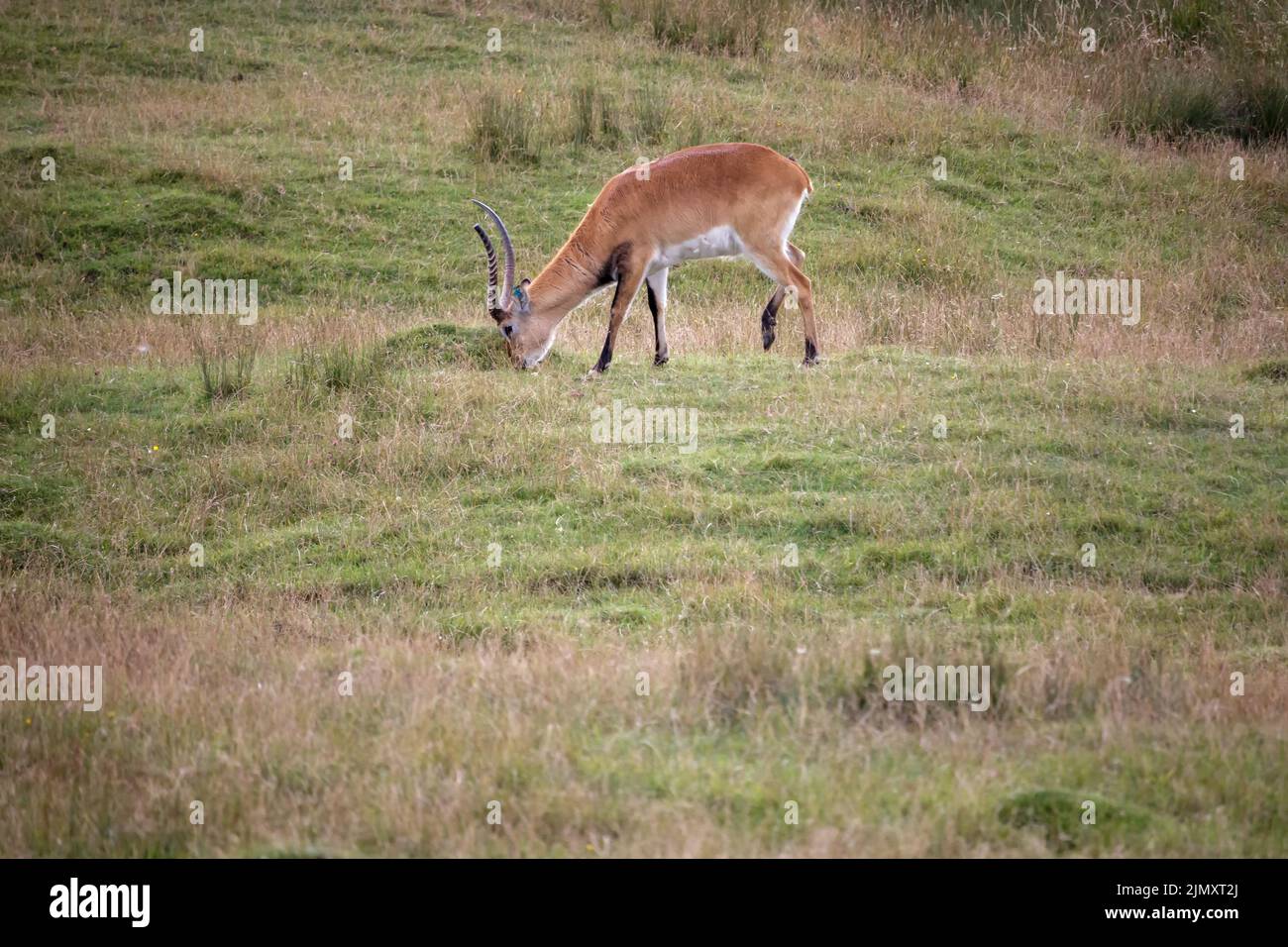 Antelope grazing grassland hi-res stock photography and images - Alamy