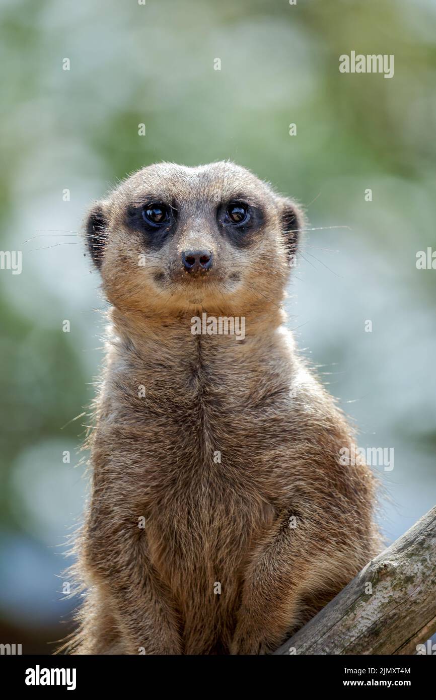 Acting eyes hi-res stock photography and images - Alamy