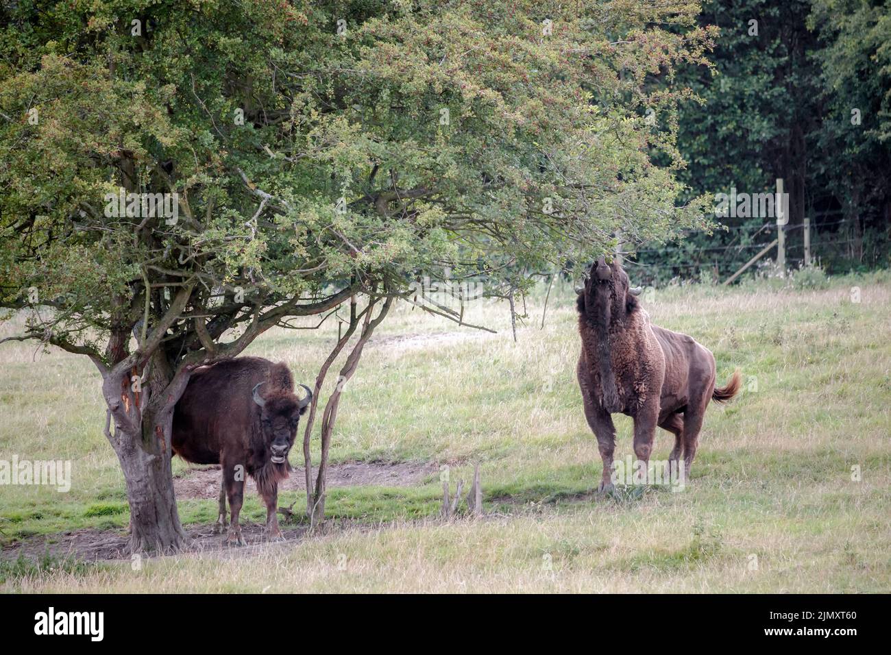 Bison eating hi-res stock photography and images - Alamy