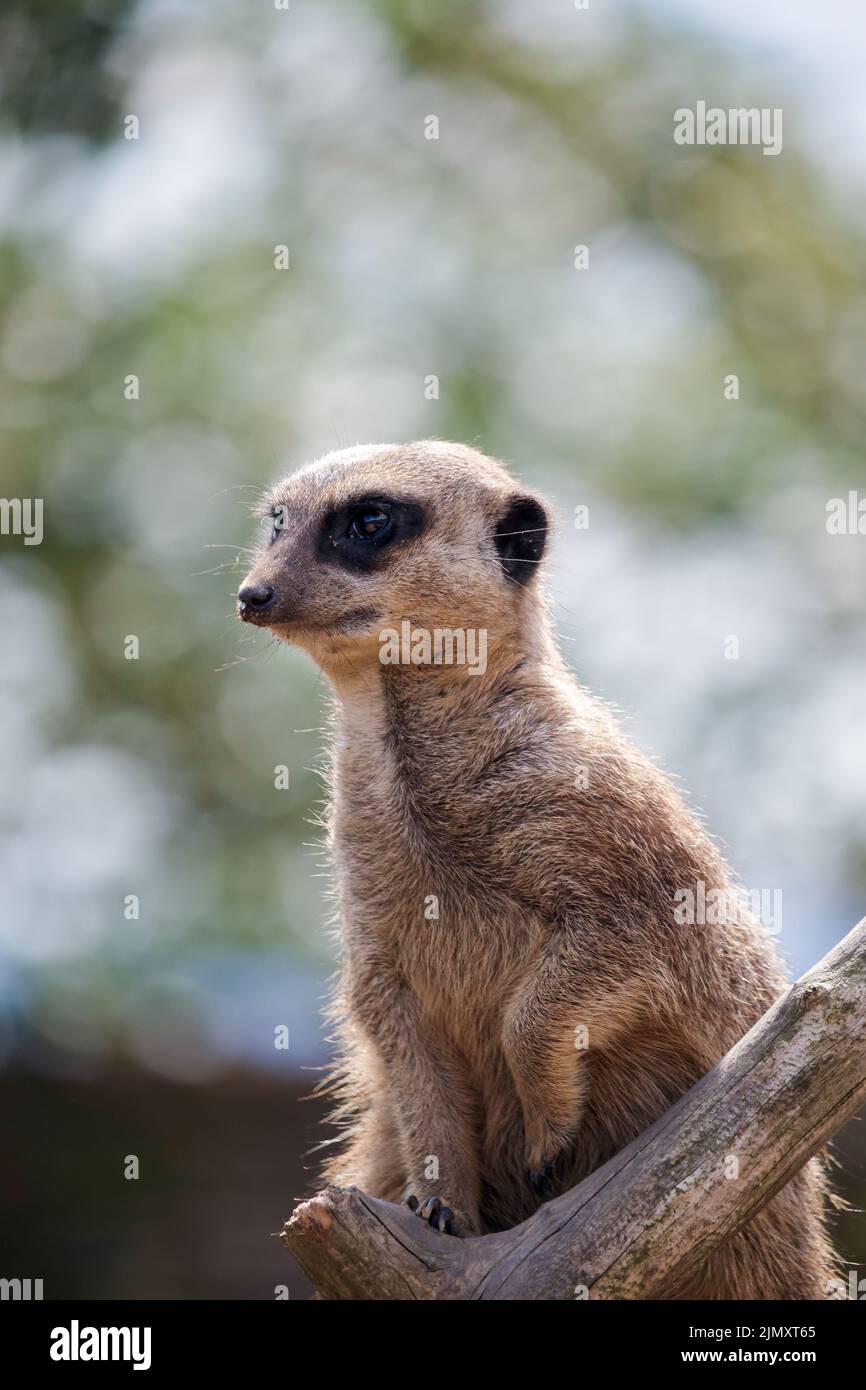 Meerkat or Suricate resting on a dead tree Stock Photo - Alamy