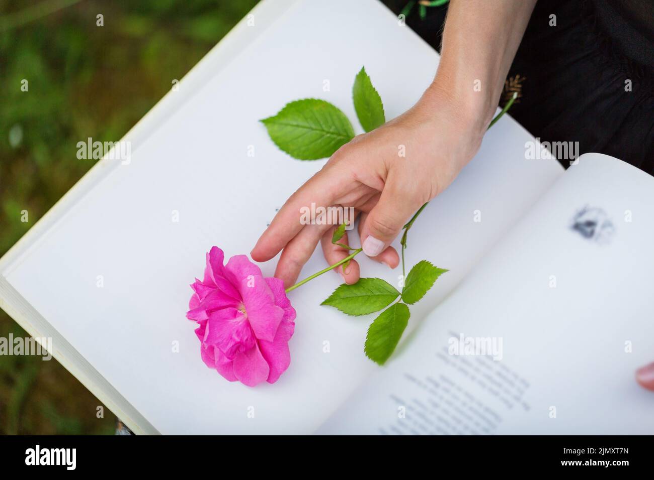 Hand holding rose hi-res stock photography and images - Alamy