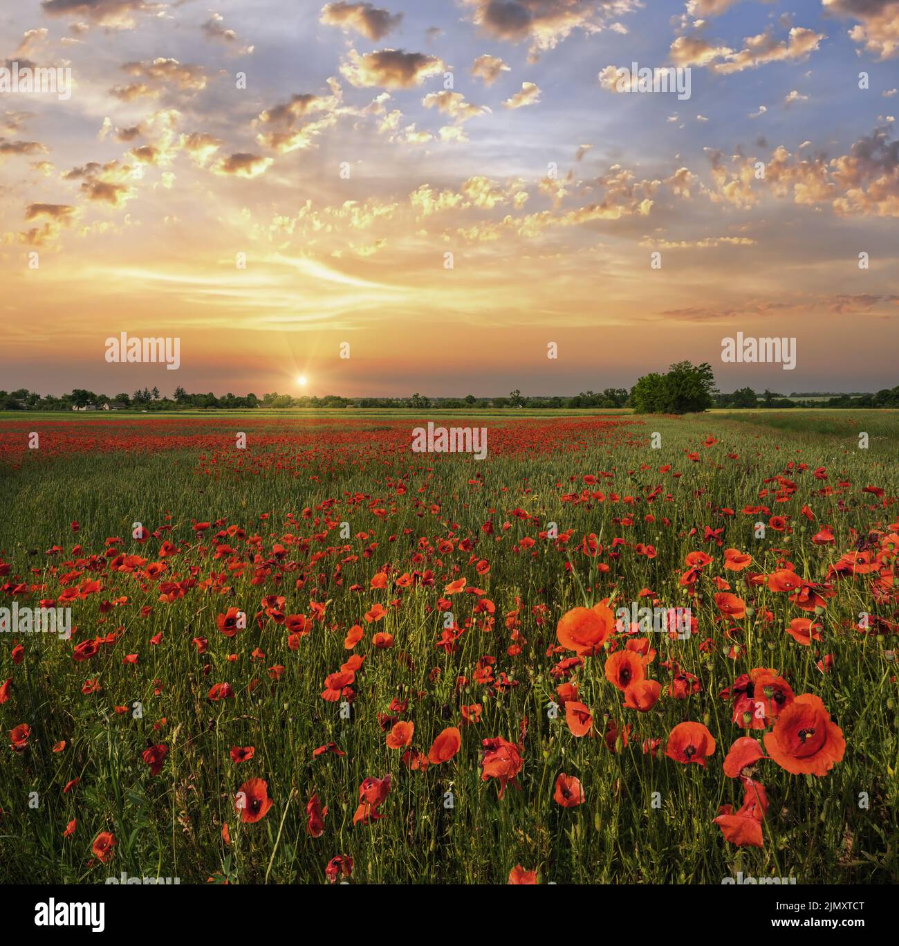 Beautiful ukrainian countryside spring sunset landscape with wheat ...