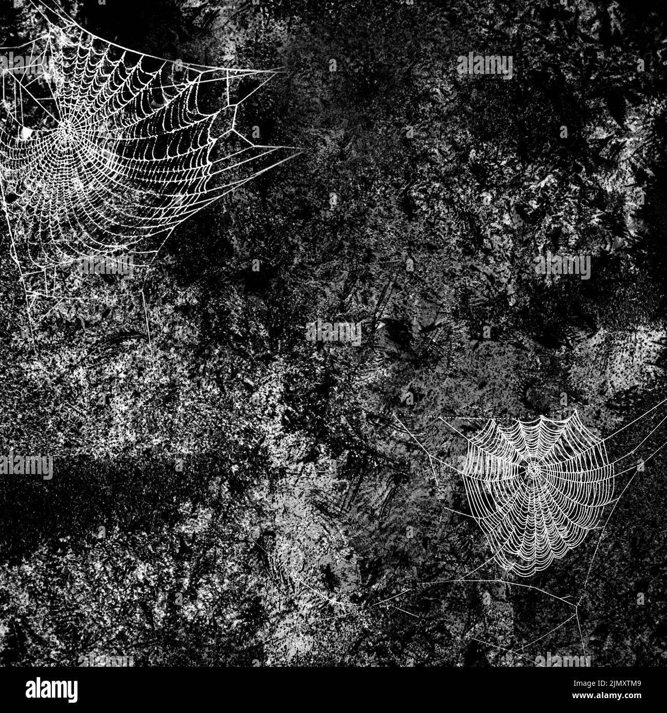 Spider Web Corner Black