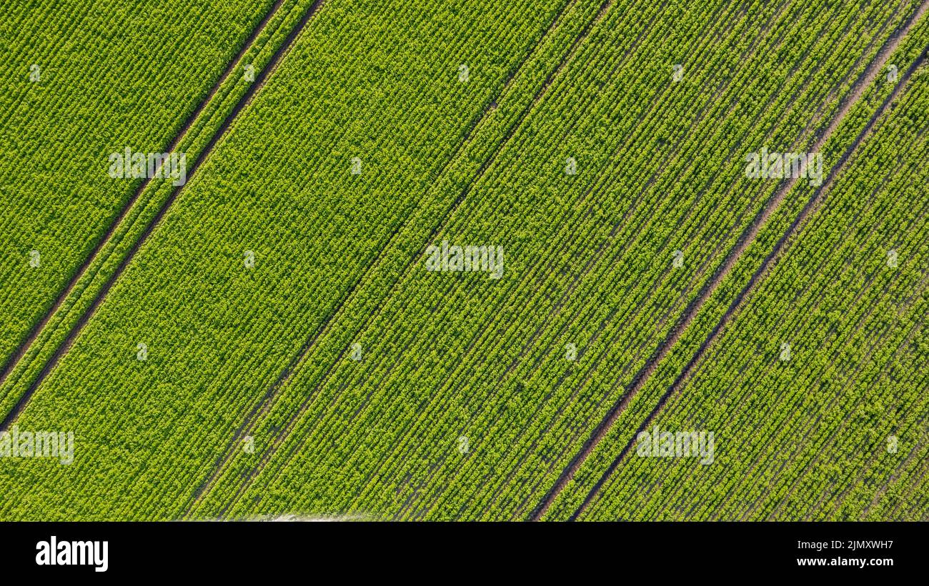 Aerial drone view high up to beds of green ripening potatoes bushes ...