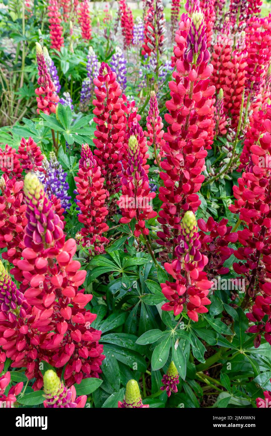 Vertical close-up view of red and purple Lupine Russell flowers in full ...