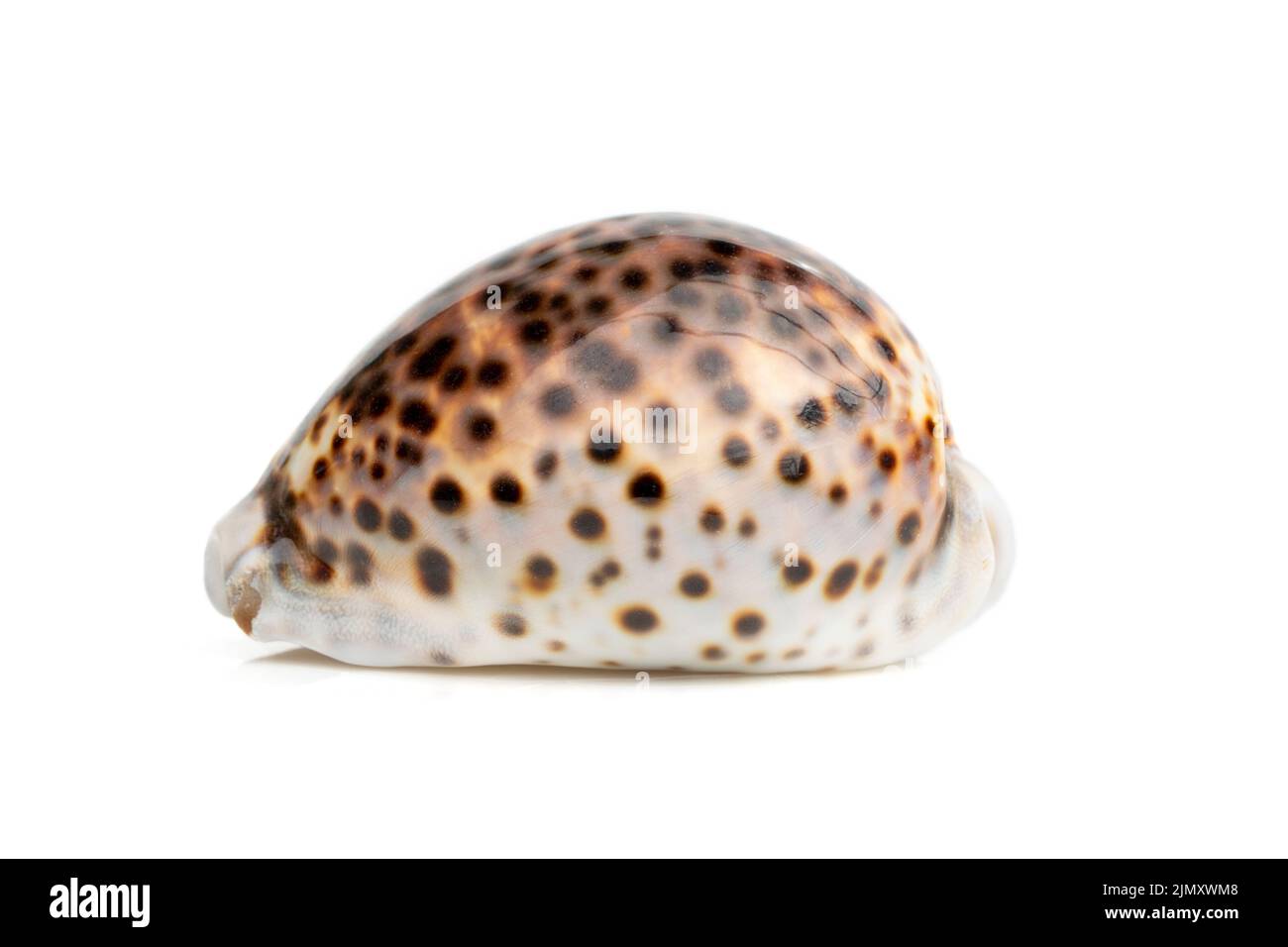 Image of tiger cowrie (Cypraea tigris) on a white background. Undersea ...