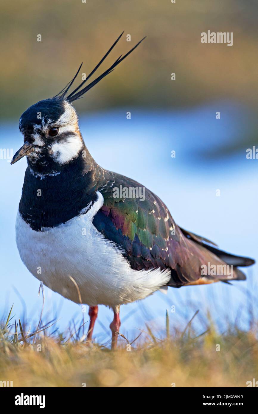 Migratory breeding bird hi-res stock photography and images - Alamy