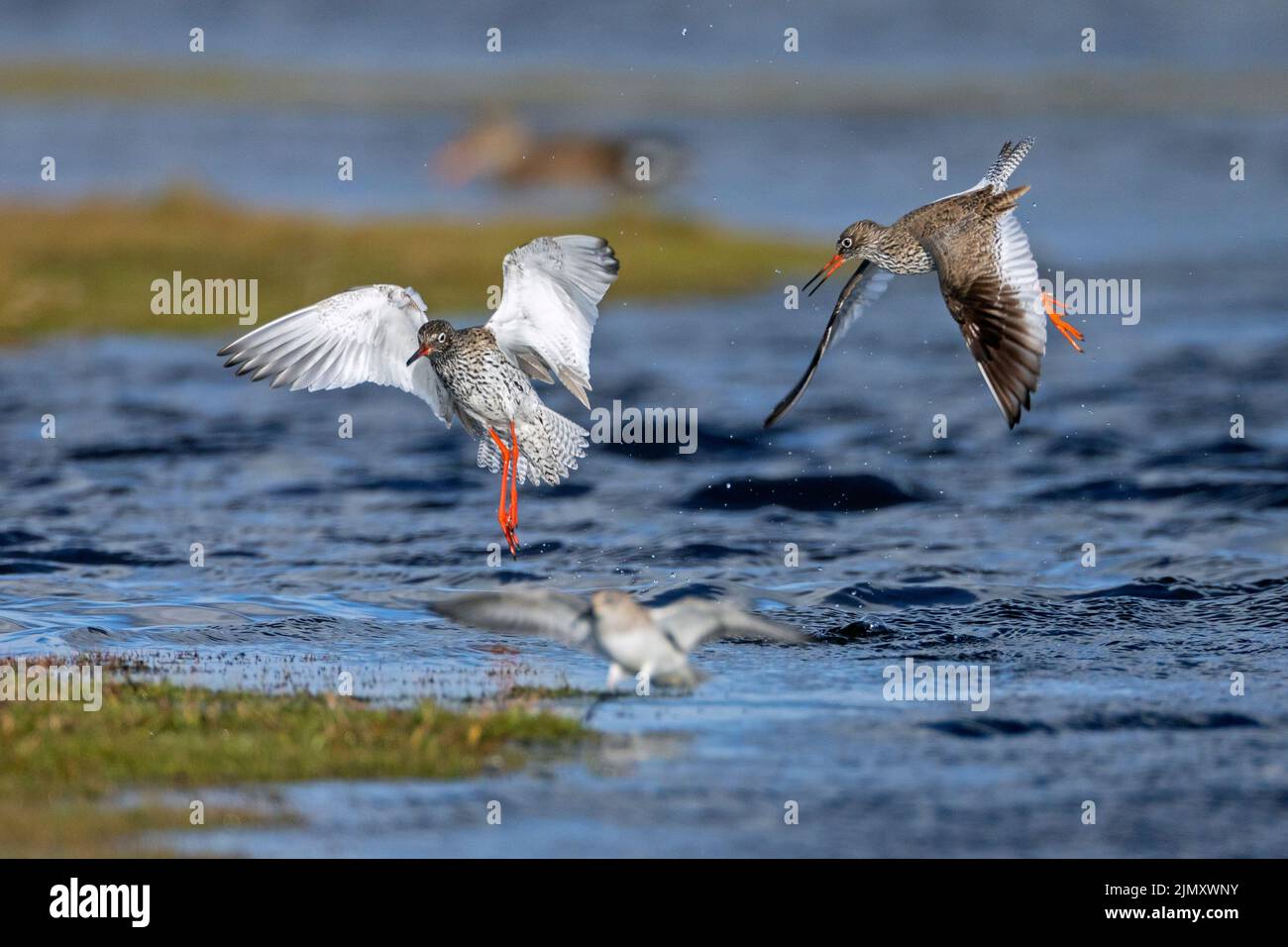 Mating season plumage hi-res stock photography and images - Alamy