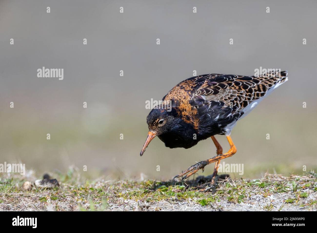 Ruff male in breeding plumage Stock Photo - Alamy