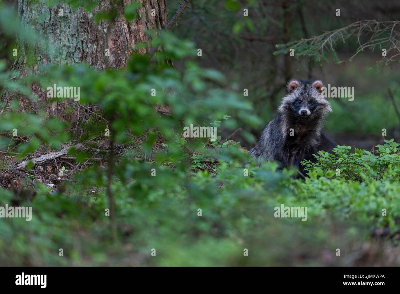Tanuki raccoon dog hi-res stock photography and images - Alamy