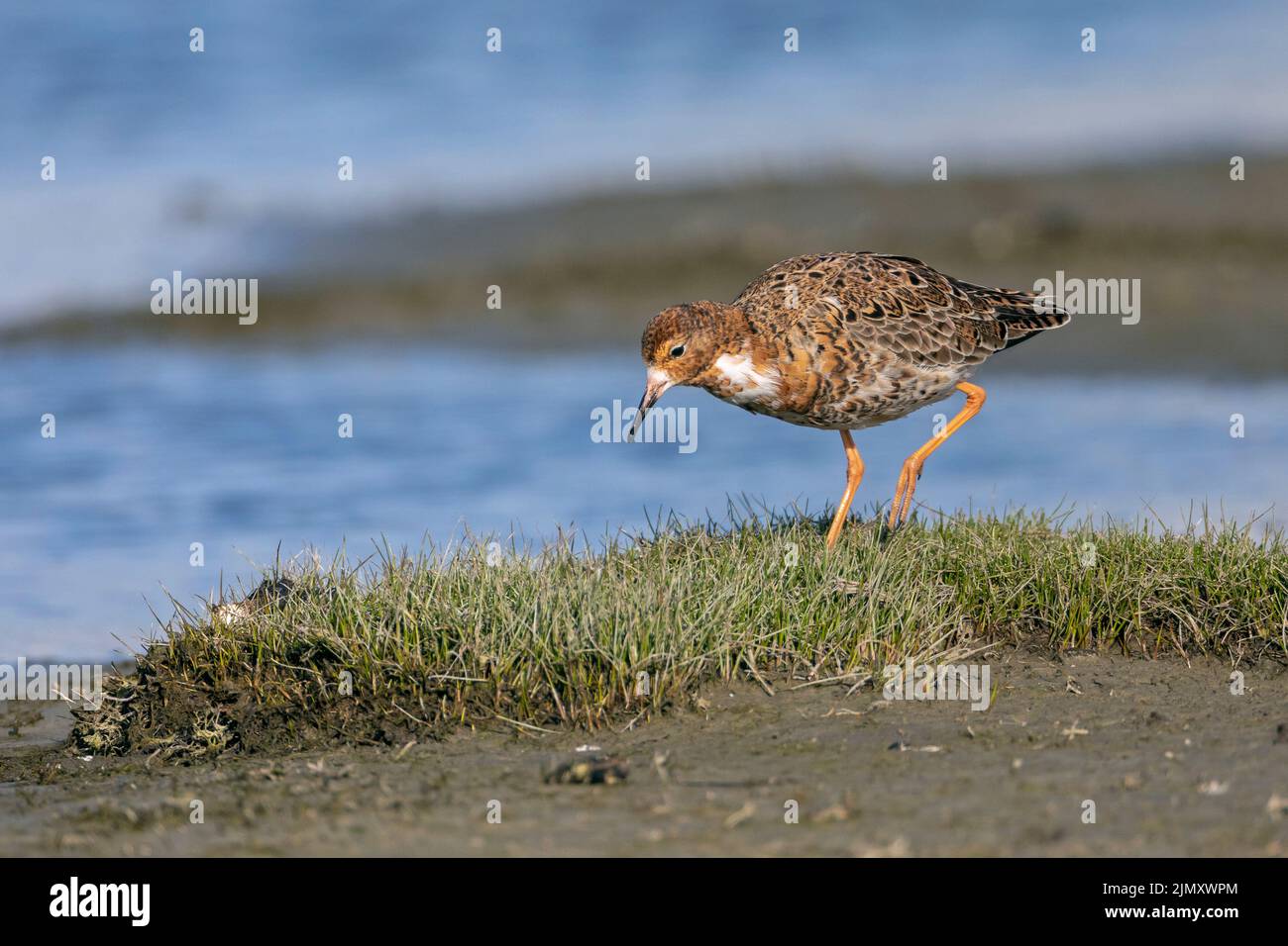 Ruff bird female hi-res stock photography and images - Alamy