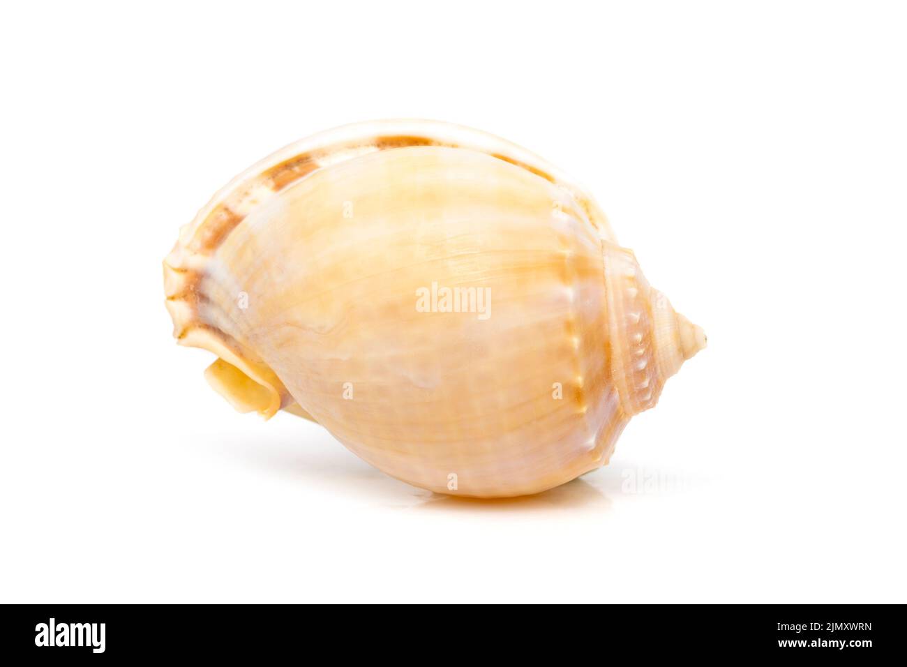 Image of grey bonnet (Phalium glaucum) seashells on a white background ...