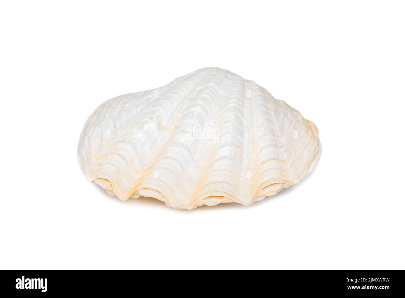 Image of seashells clam pearled on a white background. Undersea Animals ...